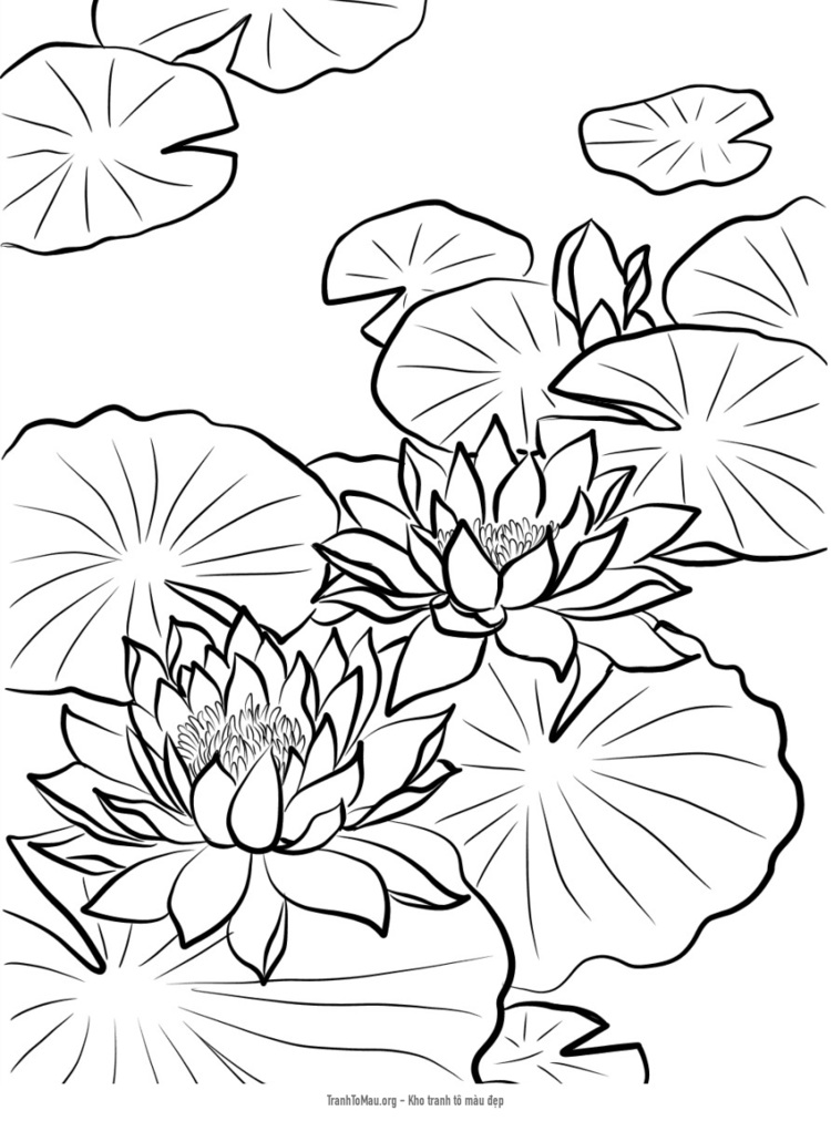 Tranh Tô Màu Hoa Sen, tải bộ tranh Tô Màu Hoa Sen về máy tính điện thoại